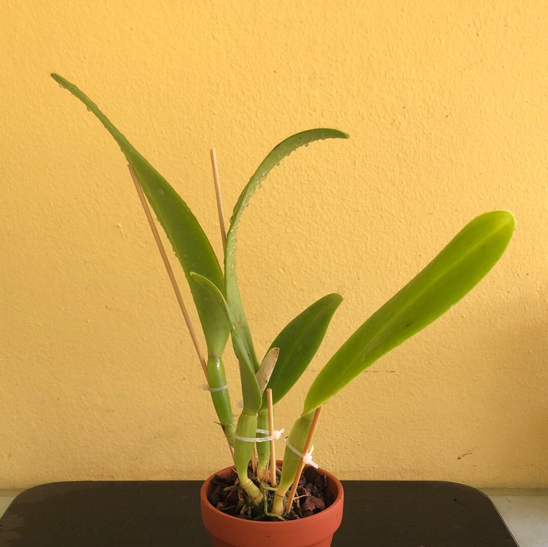 Cattleya Alliance - Rlc. Irene Creeden 'Volcano Queen' – La Foresta Orchids