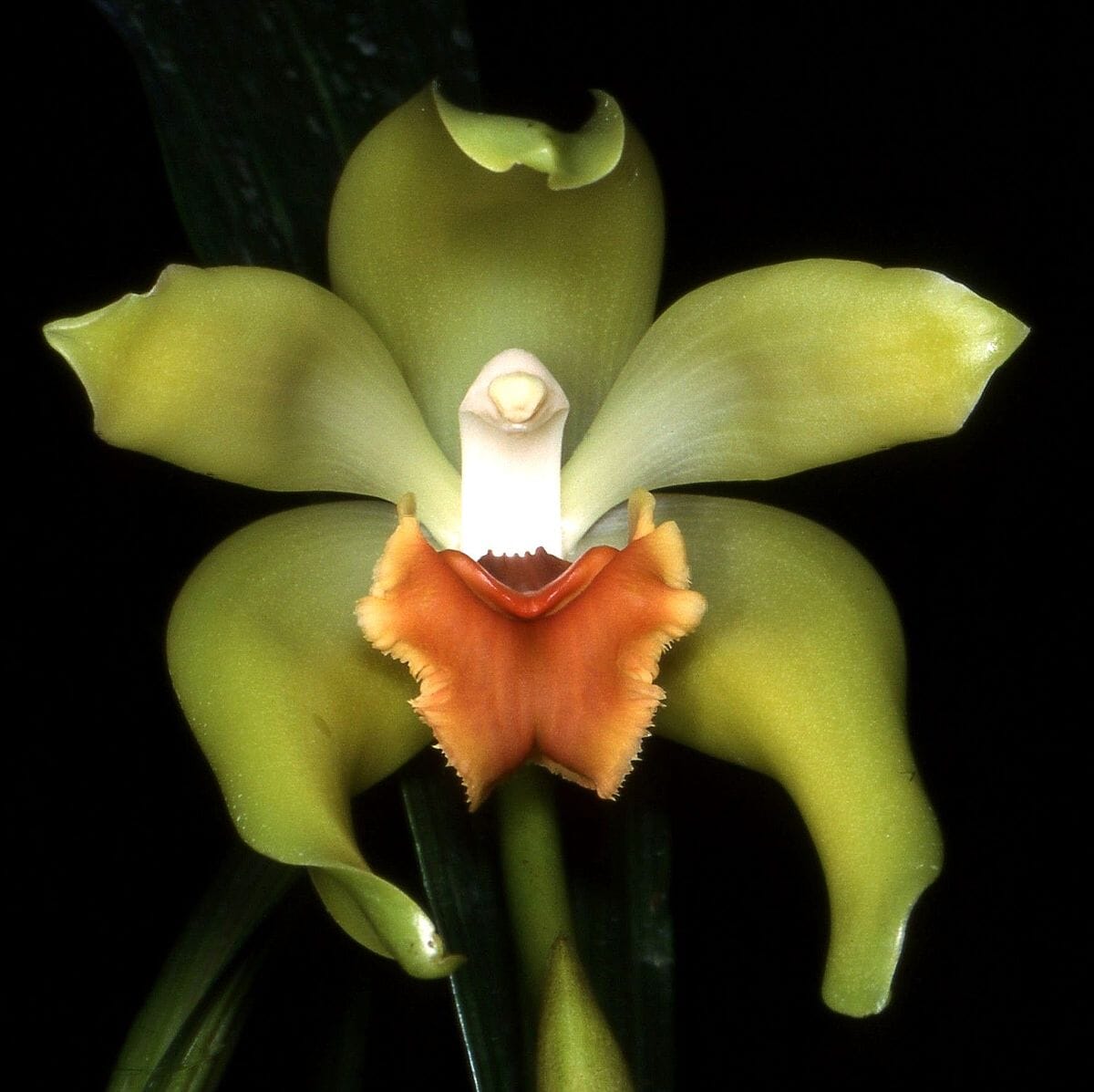 Lycaste cinnabarina – La Foresta Orchids