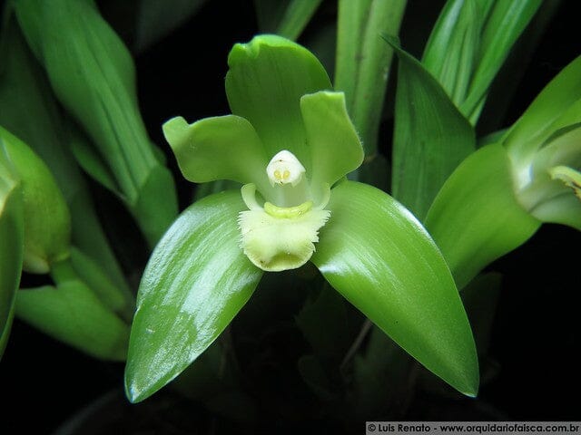 Lycaste fimbriata – La Foresta Orchids