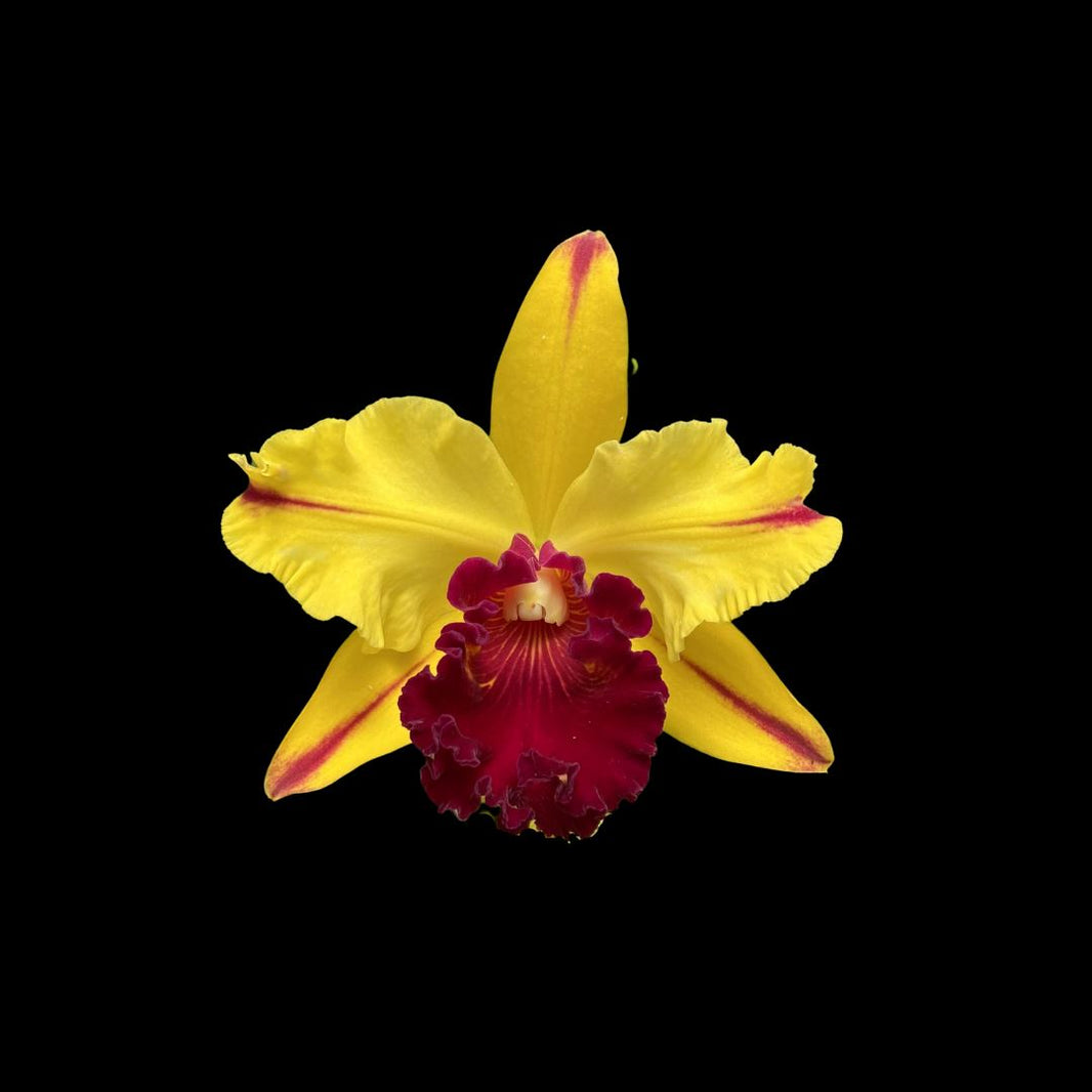 "La Foresta Orchids: Cattleya Orchids Species for Orchid's Collectors"