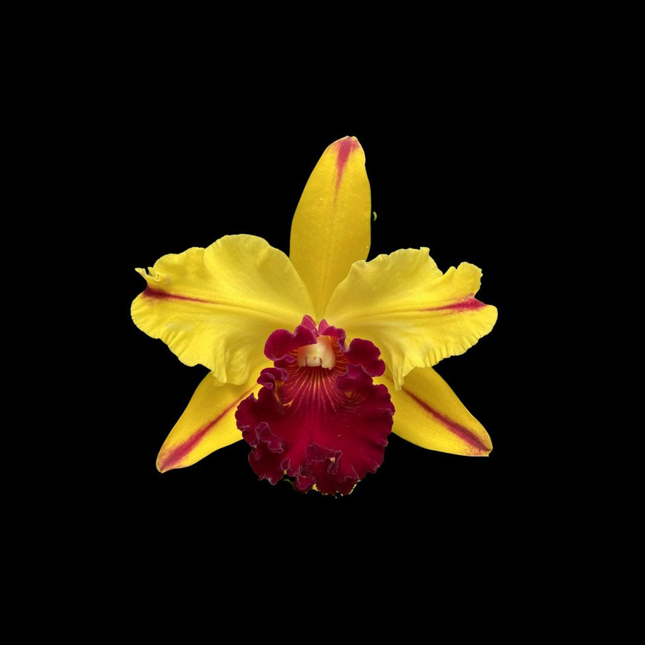 "La Foresta Orchids: Cattleya Orchids Species for Orchid's Collectors"