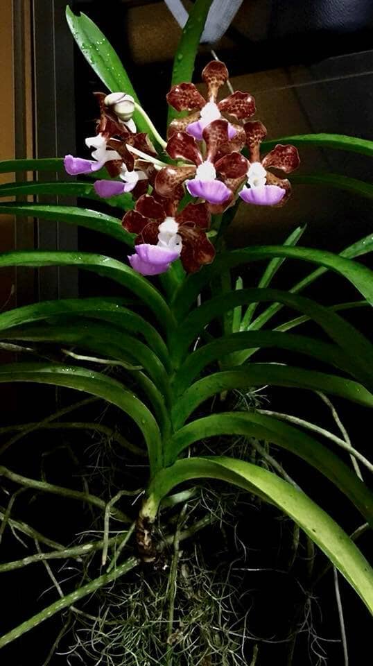 Vanda insignis – La Foresta Orchids